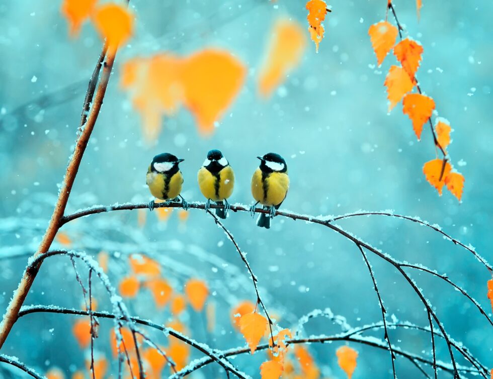 Stunde der Wintervögel - VRM Wochenblätter